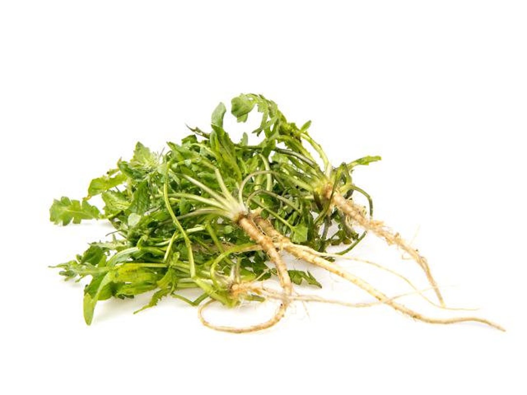 냉이 (naengyi) Seeds (100+) Shepherd's Purse Seeds - Etsy