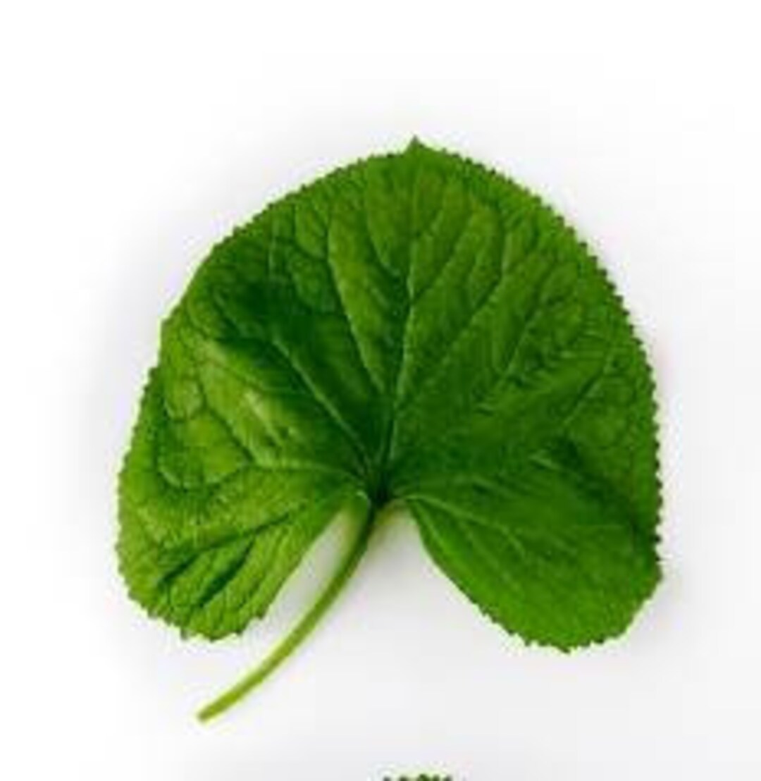 곰취 Seeds (20+) Gomchi Seeds. - Etsy