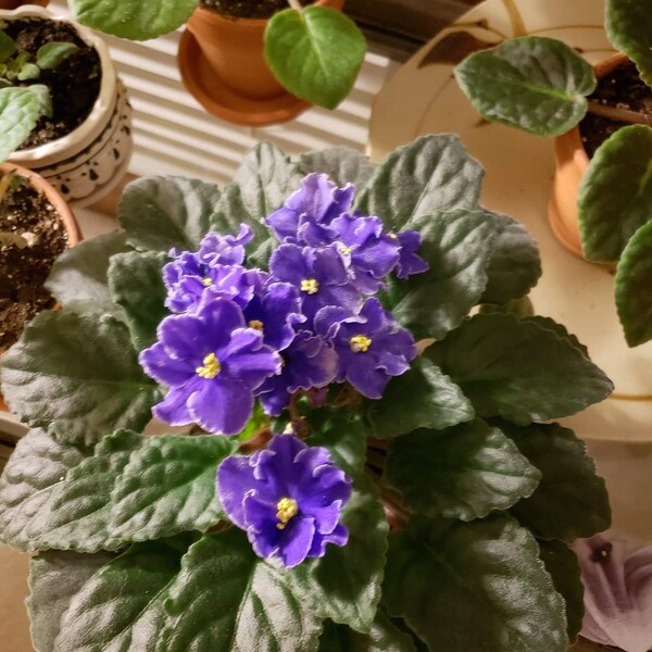 Trailing Violets Plants - Etsy