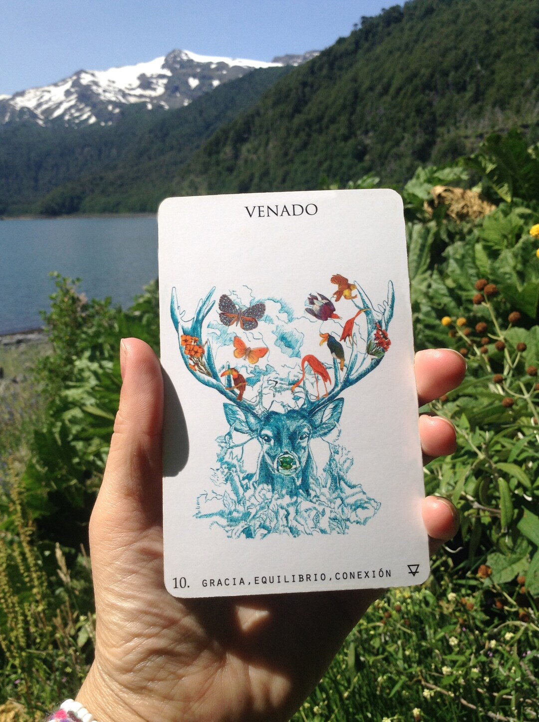 Ceremonial Power Animal Oracle Cards Illustrated Divination Deck ...