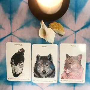 The Ceremonial Power Animals Oracle Cards Vol. II - Deck, Oracle Cards ...