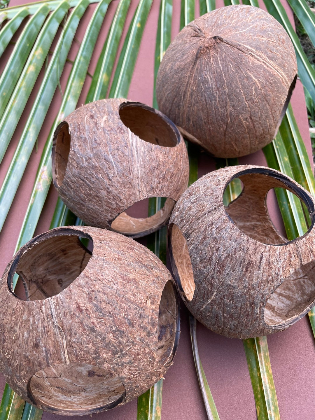 Coconut Toy With 5 Openings for Small Hamsters Reptiles and - Etsy