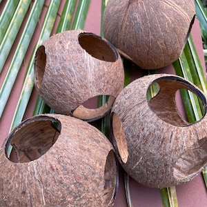 Coconut Toy With 5 Openings for Small Hamsters Reptiles and - Etsy