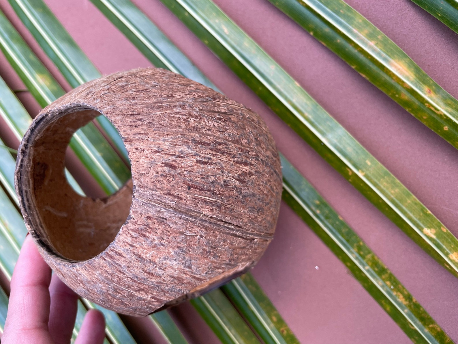 Coconut Toy With 5 Openings for Small Hamsters Reptiles and - Etsy