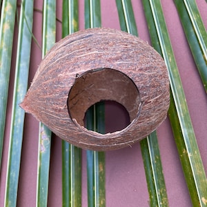 Coconut Toy With 5 Openings for Small Hamsters Reptiles and - Etsy