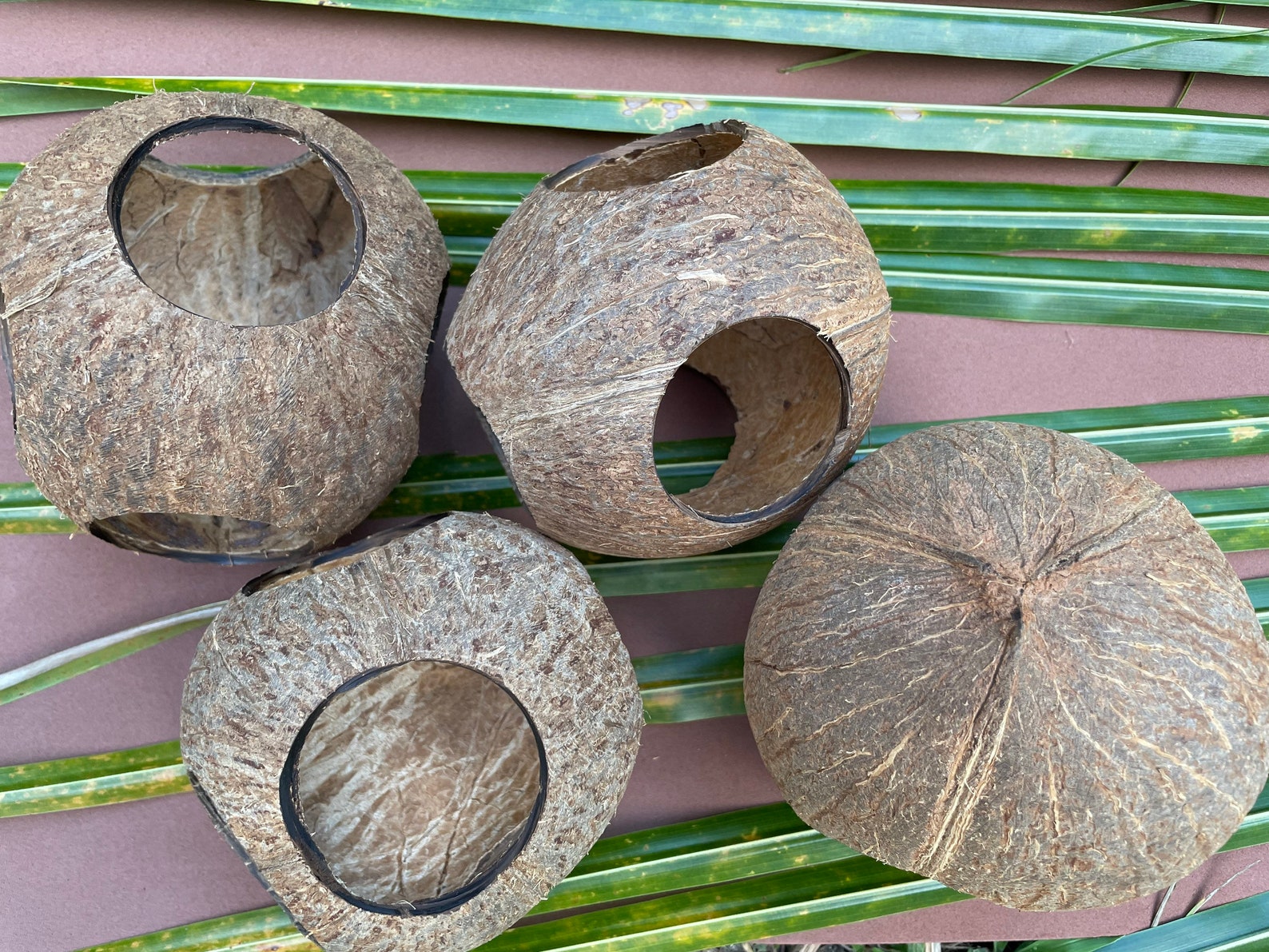 Coconut Toy With 5 Openings for Small Hamsters Reptiles and - Etsy