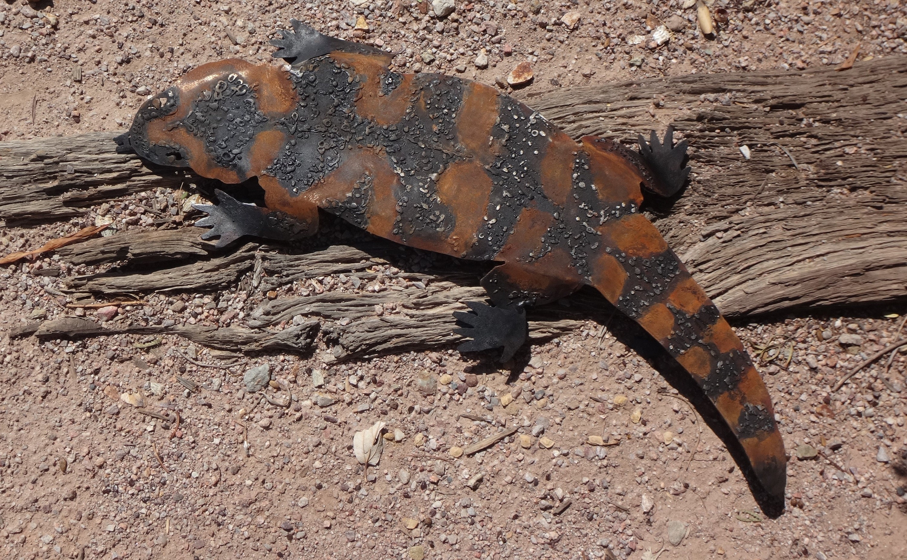 Gila Monster Skull