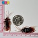 10pcs Cockroach Realistic Insect Roach Bug Bendable Plastic Resin ...