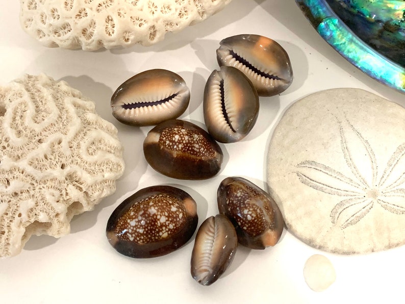 7 Snackhead Cowrie Shells, Set of 7 for Magical Power, Sea Magic - Etsy