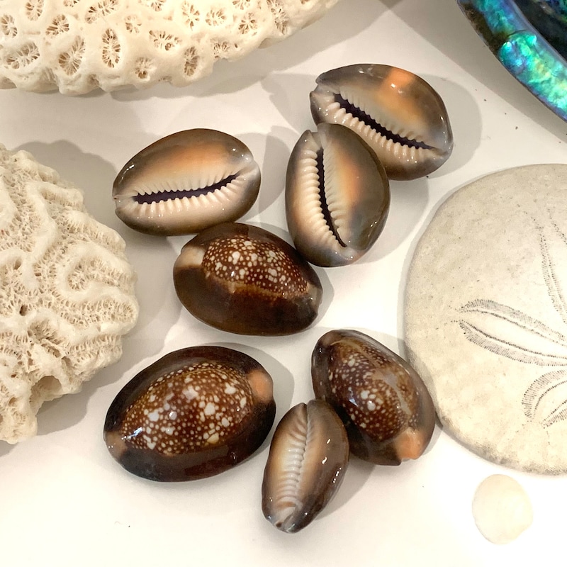 Hawaiian Cowrie - Etsy