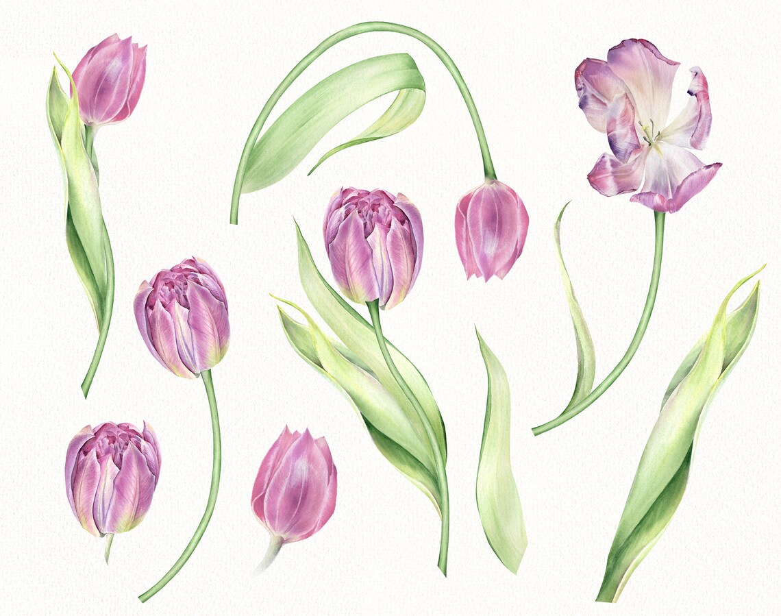 Watercolor Tulips Clipart Easter Flowers Watercolor Clip Art | Etsy