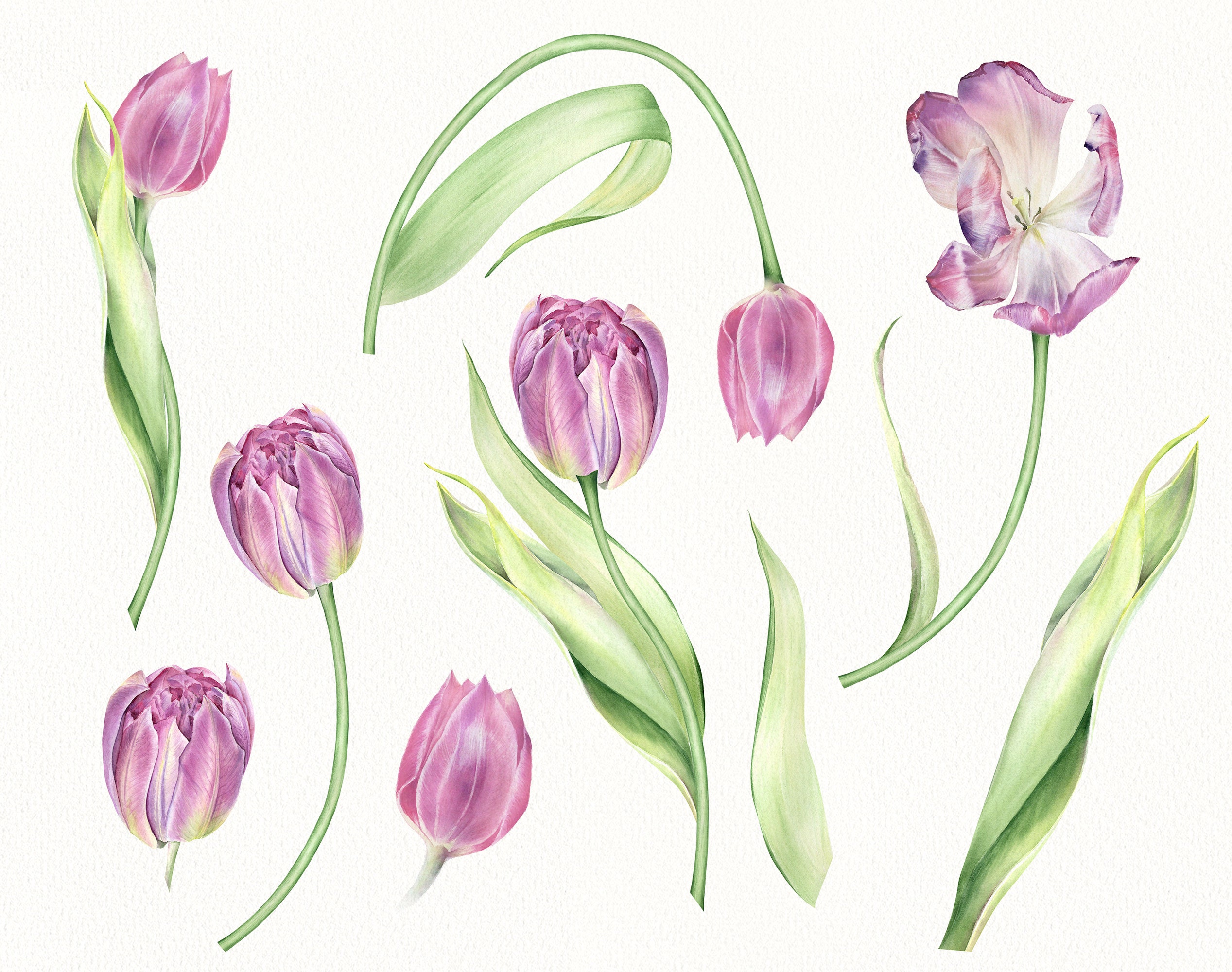 Watercolor Tulips Clipart, Easter Flowers Watercolor Clip Art, Hand ...