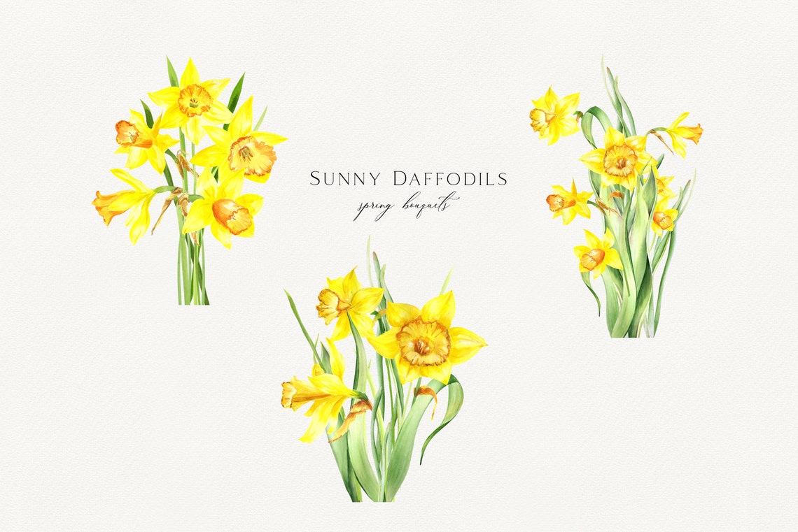 Watercolor March Birth Flower Yellow Daffodil Bouquet - Etsy