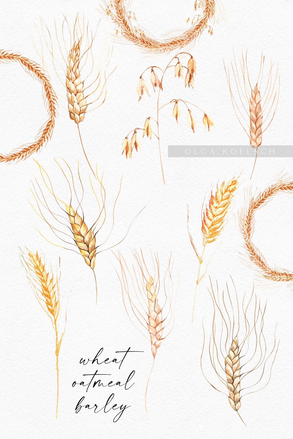 Watercolor Wheat Clipart Oatmeal Barley Clipart. Wheat - Etsy
