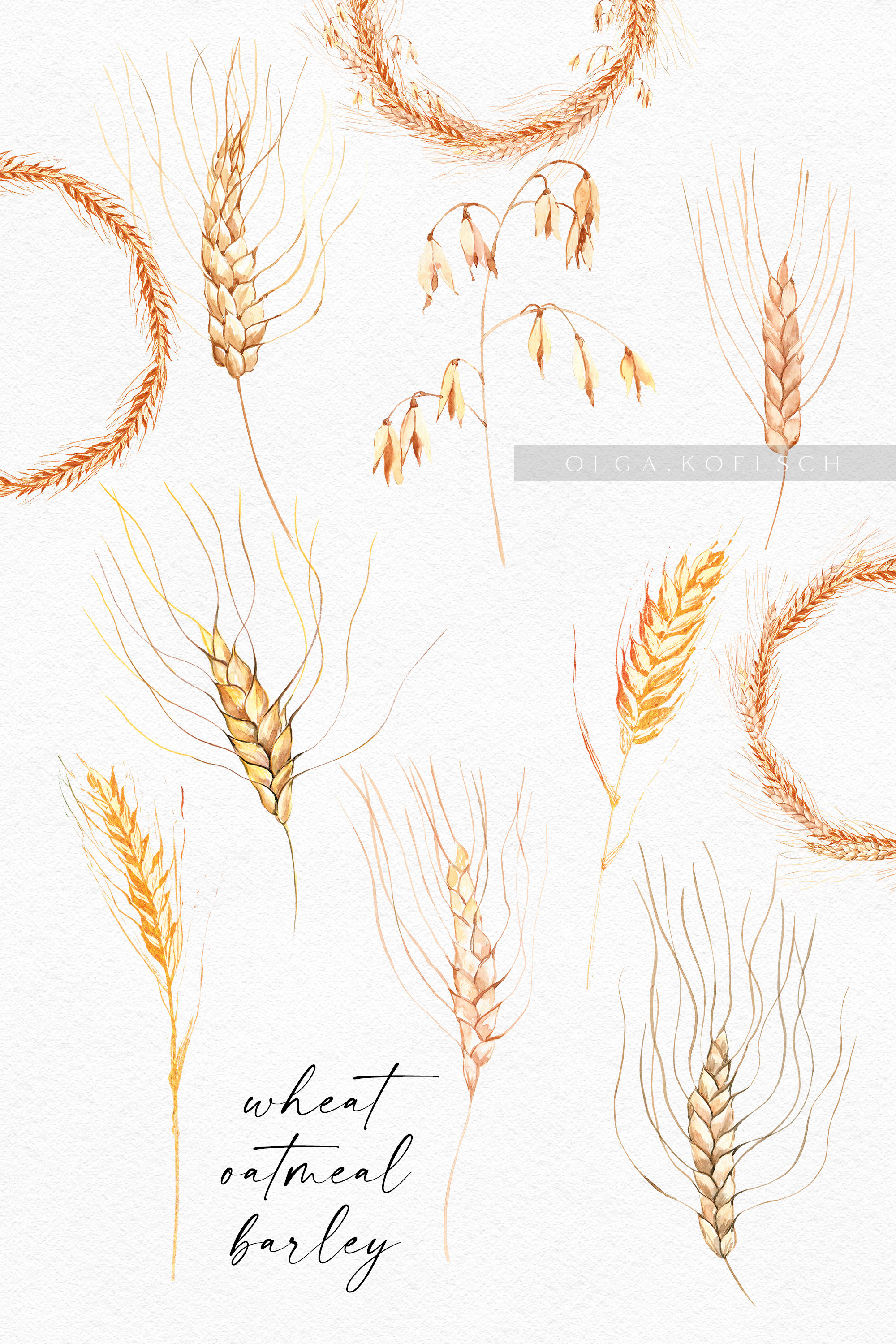 Watercolor Wheat Clipart, Oatmeal, Barley Clipart. Wheat Wreath Clipart ...