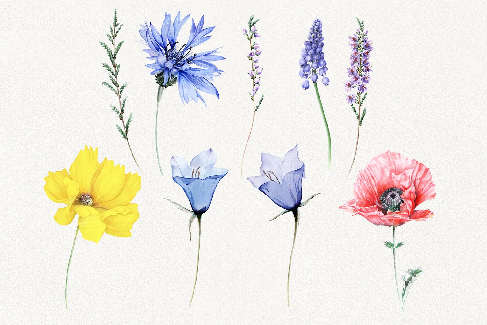 Watercolor Wildflower Meadow Clipart. Hand Painted Blue Wild - Etsy