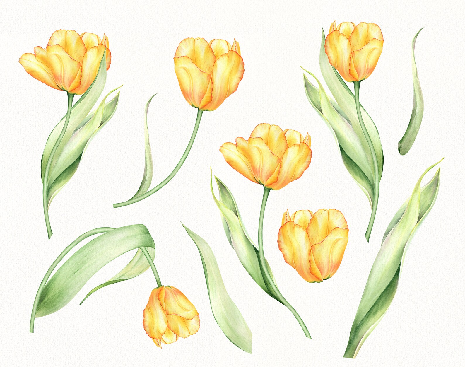 Watercolor Yellow Tulips Individual PNG Clipart. Spring | Etsy