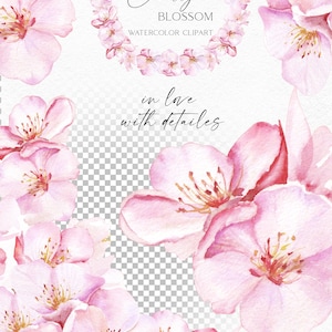Cherry Blossom Clipart. Watercolor Sakura Blossom Png, Pink Flowers and ...
