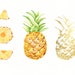 Watercolor Pineapple Clipart. Cute Pineapple Png. Tropical Fruits ...