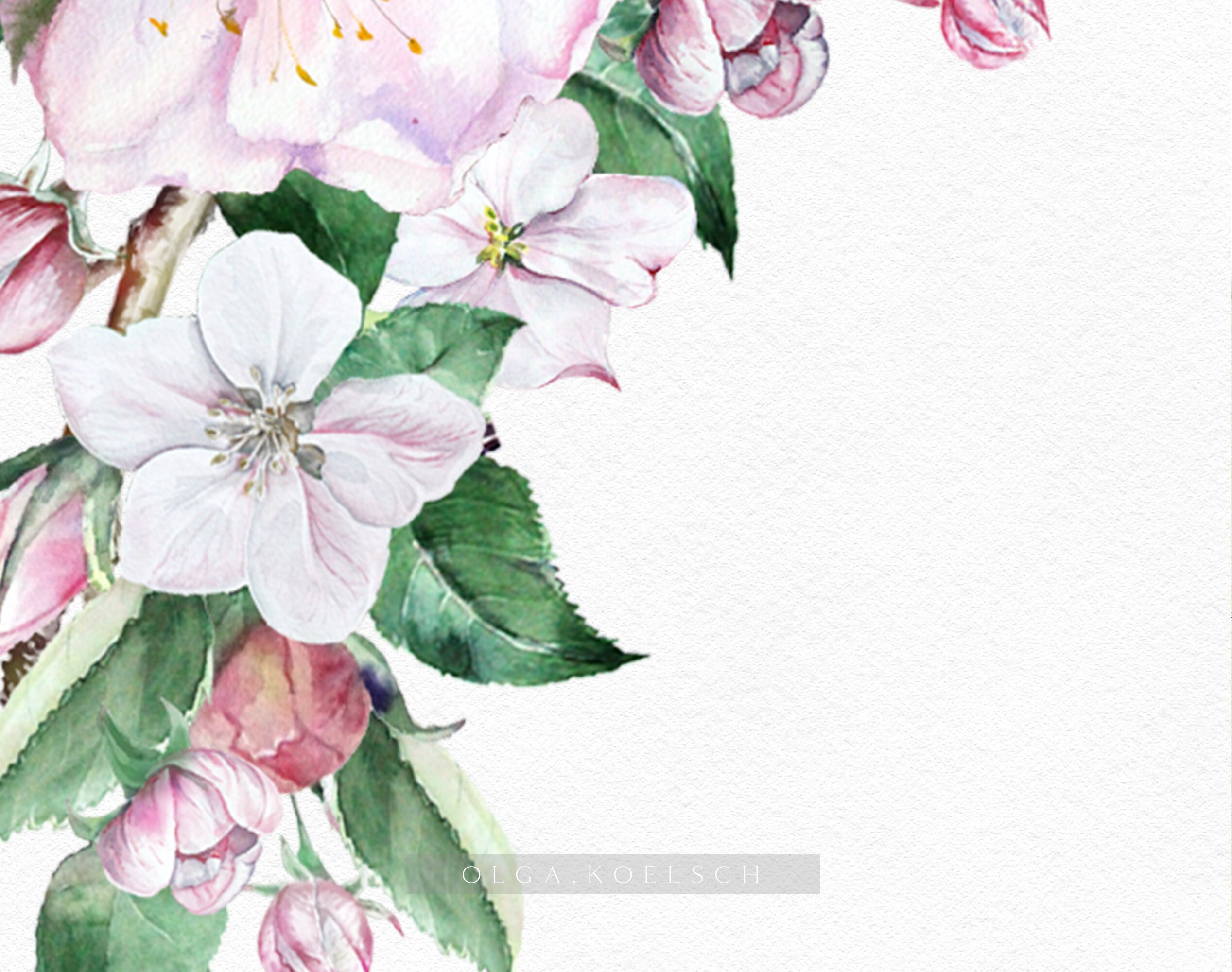 Watercolor Apple Blossom Clipart Cherry Blossom White Floral - Etsy