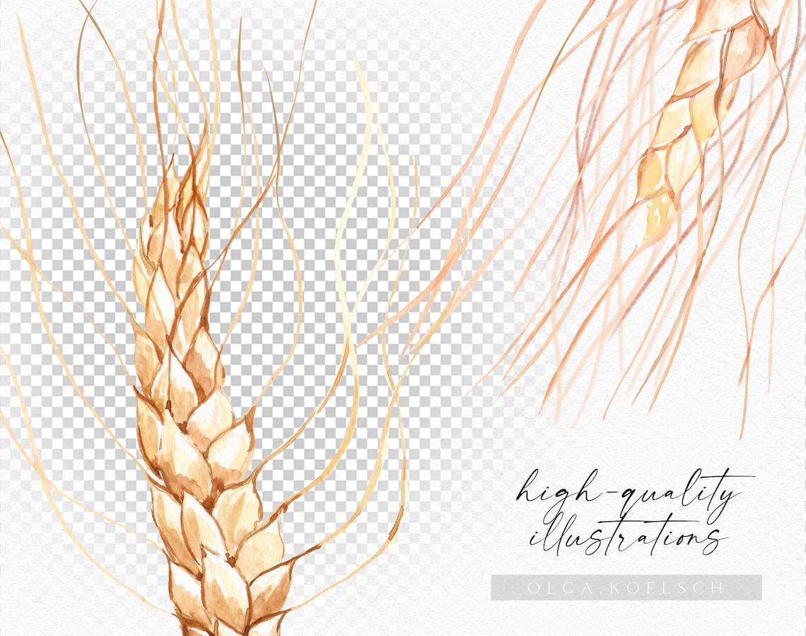 Watercolor Wheat Clipart Oatmeal Barley Clipart. Wheat - Etsy