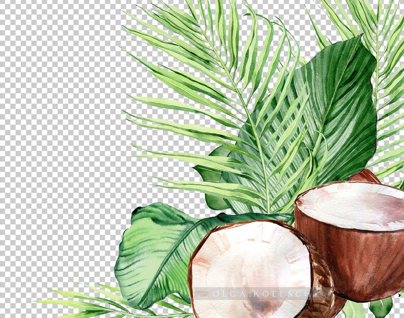 Coconut Watercolor Clipart Modern Tropical Clipart Coconut - Etsy
