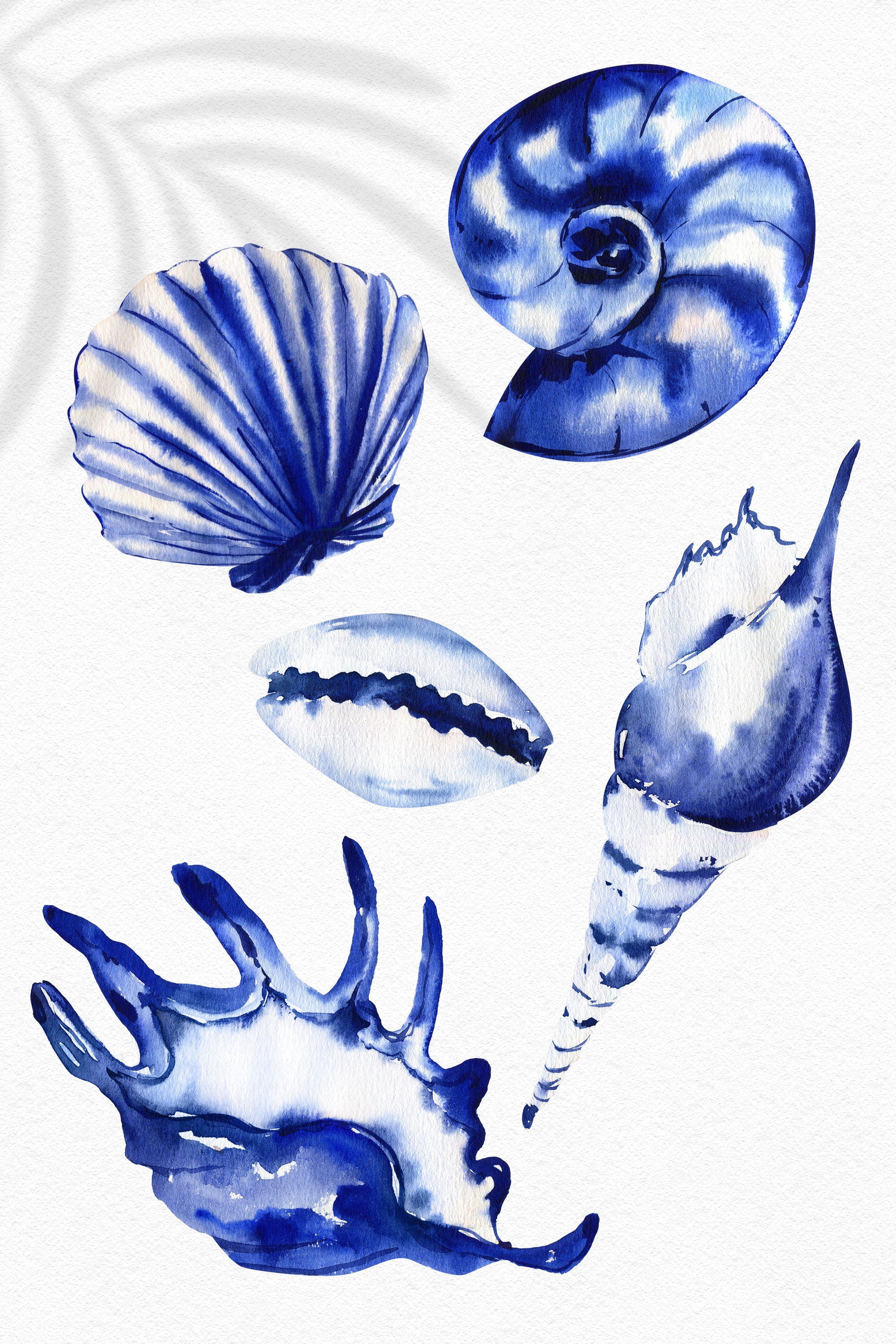 Watercolor Seashell Set Clipart. Blue Seashell Summer Clipart. - Etsy