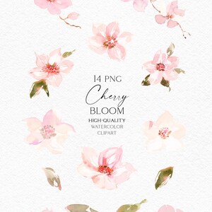 Cherry Blossom Clipart. Watercolor Sakura Blossom Png, Pink Floral ...