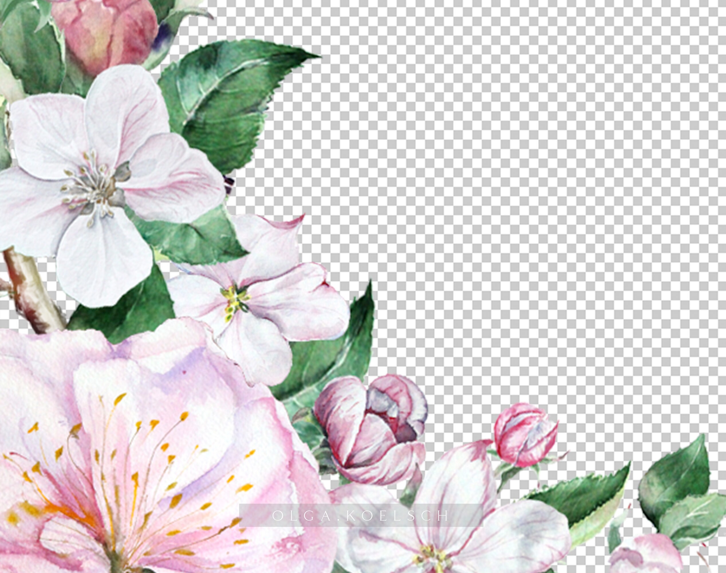 Watercolor Apple Blossom Clipart Cherry Blossom White Floral - Etsy