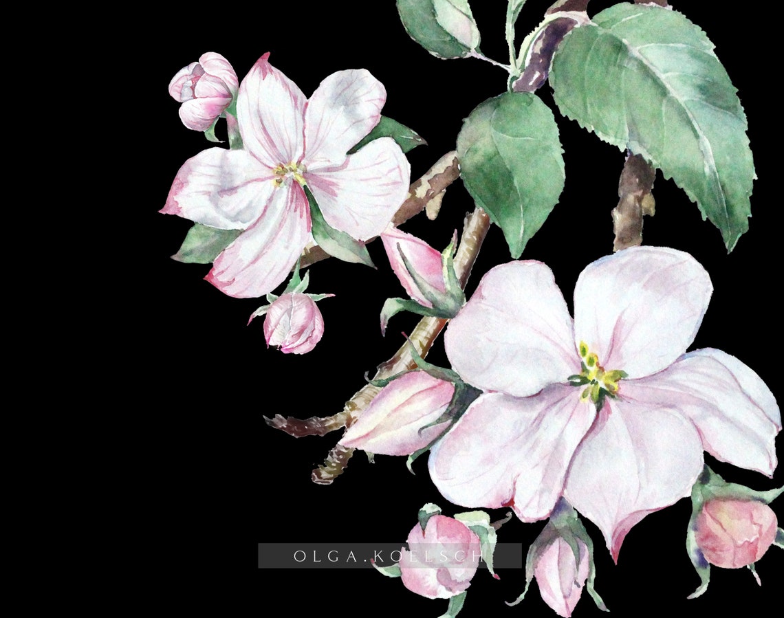 Watercolor Apple Blossom Clipart Cherry Blossom White Floral - Etsy