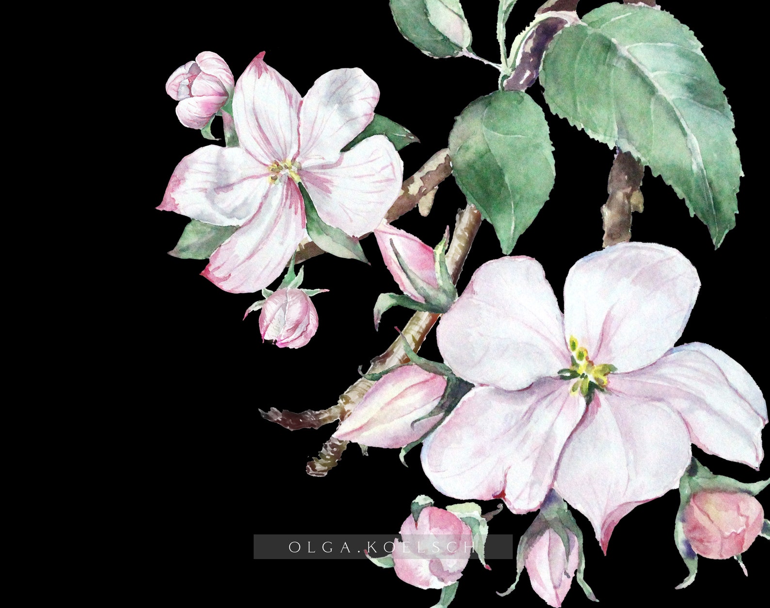 Watercolor Apple Blossom Clipart Cherry Blossom White Floral - Etsy