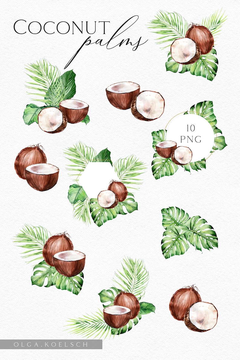 Coconut Watercolor Clipart Modern Tropical Clipart Coconut - Etsy