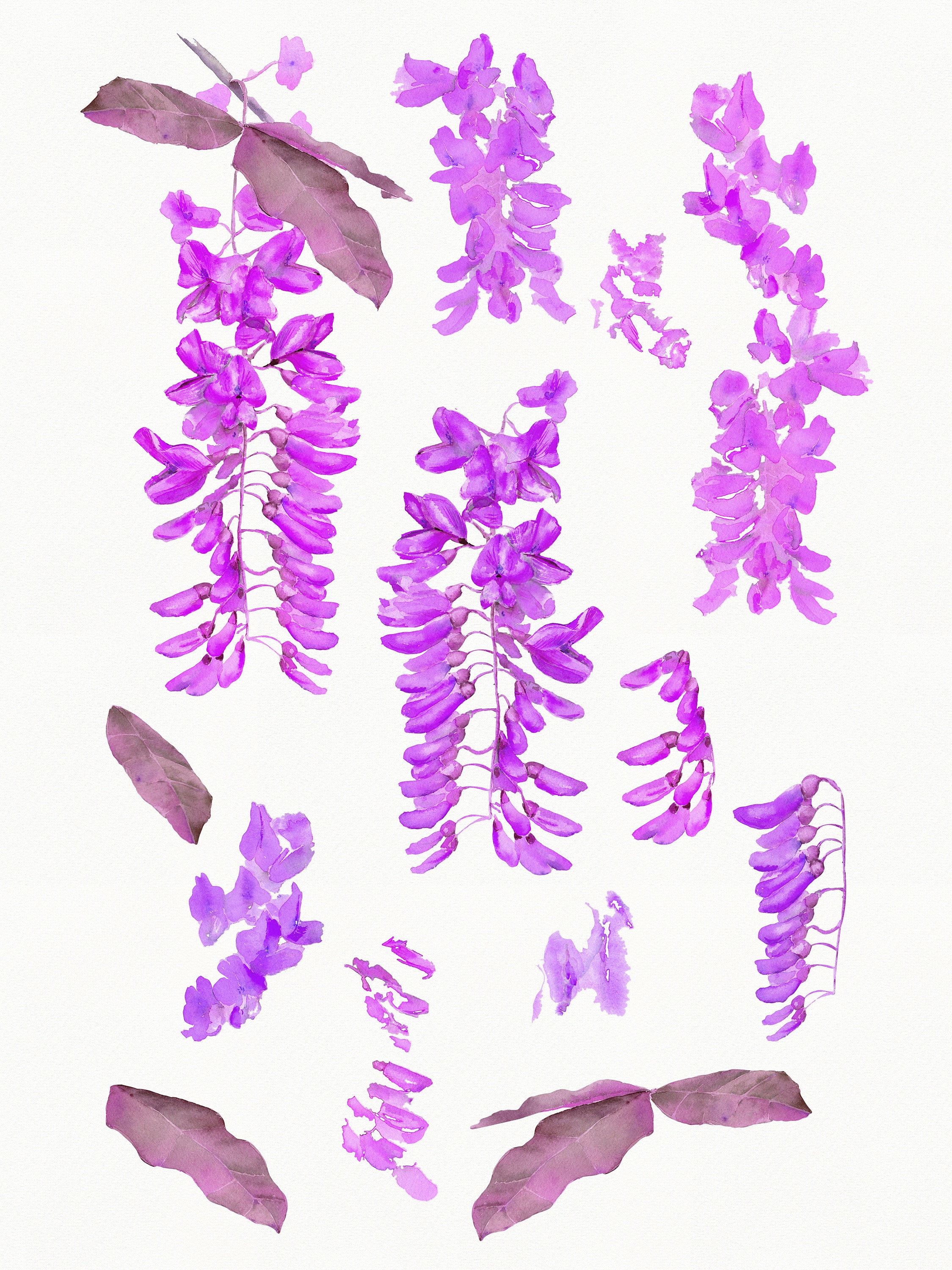 Watercolor Purple Floral Clipart Wisteria Flower Png Purple | Etsy