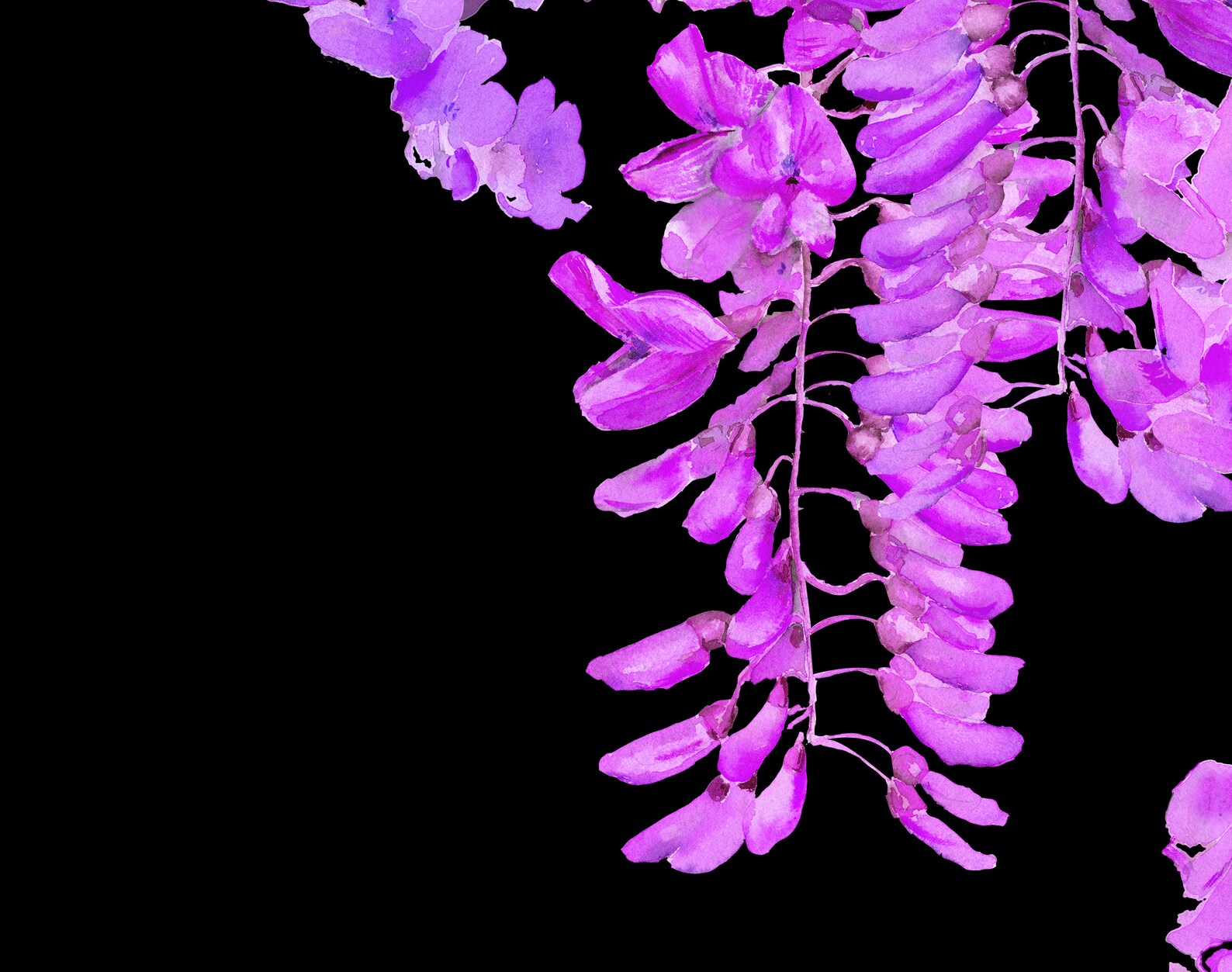 Watercolor Purple Floral Clipart Wisteria Flower Png Purple | Etsy