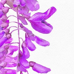 Watercolor Wisteria Clipart, Purple Floral (PNG) - Etsy