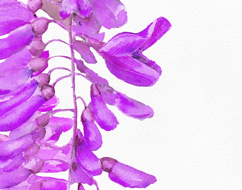 Watercolor Wisteria Clipart, Purple Floral (PNG) - Etsy