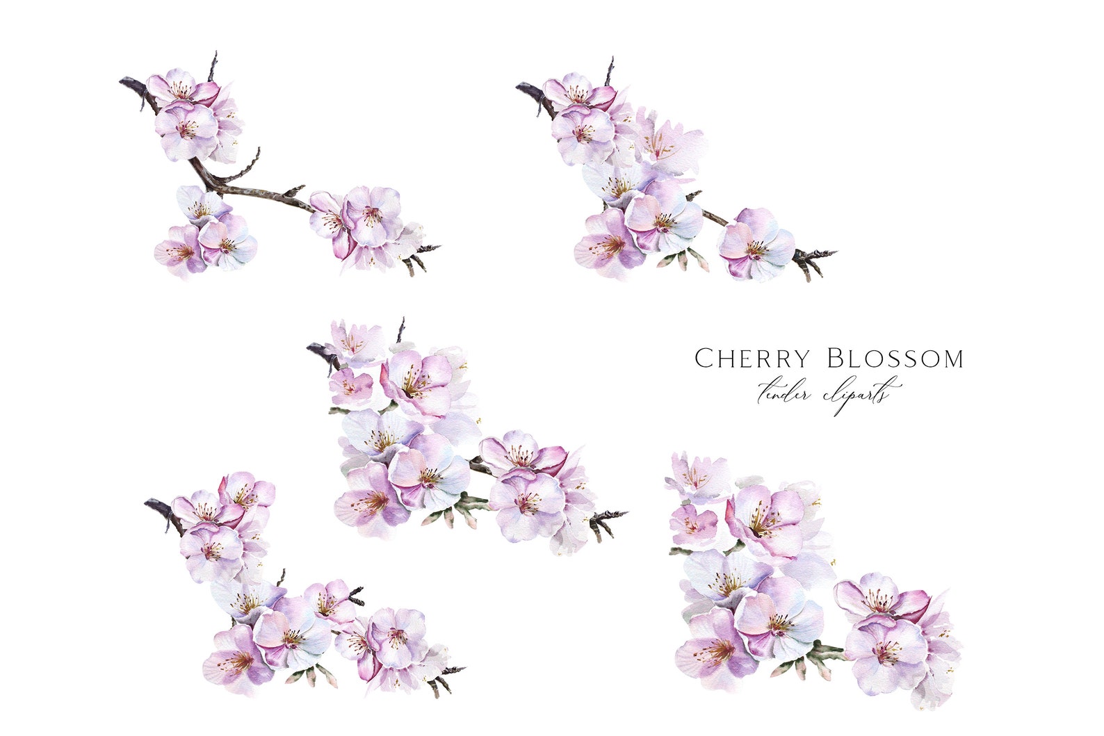 Watercolor Cherry Blossom Clipart, Pink Floral Borders (PNG/PDF) - Etsy