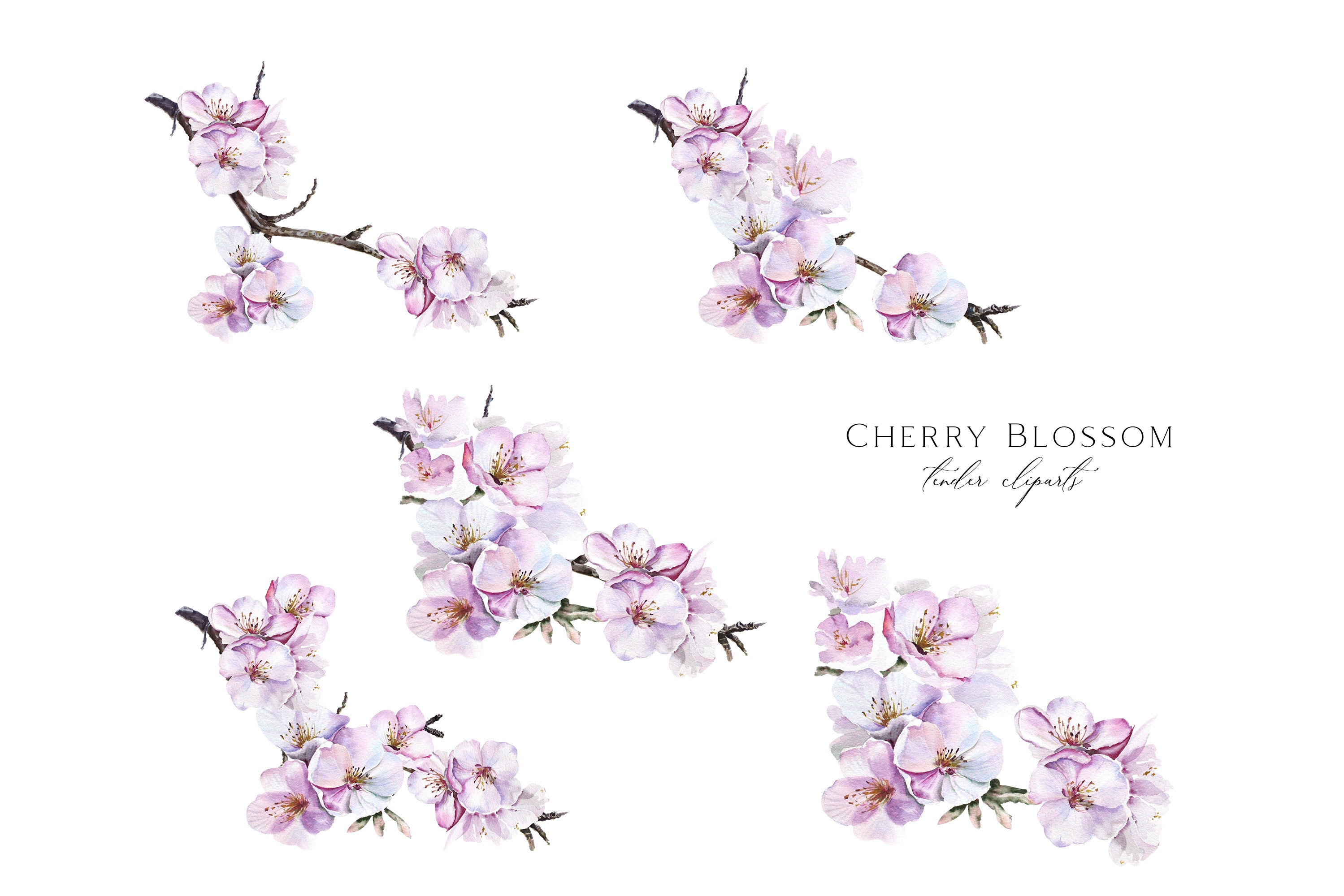 Watercolor Cherry Blossom Clipart. Sakura Flowers Clip Art. - Etsy