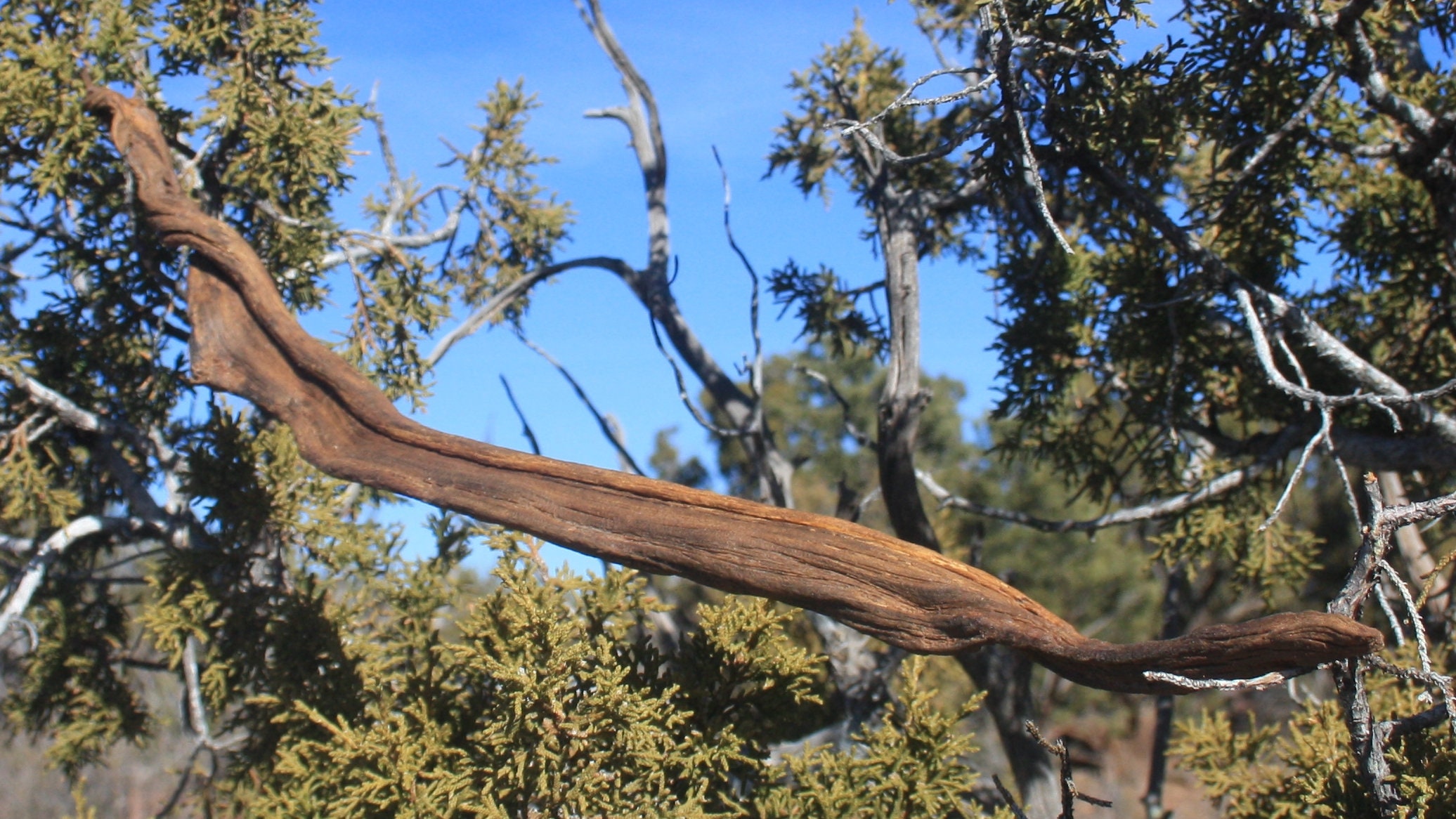 Magic Wands From Our Ancient Juniper Forest. Evoke the Magical Power of ...