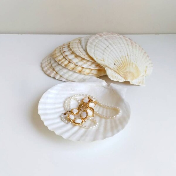 Clam Shell Jewelry - Etsy
