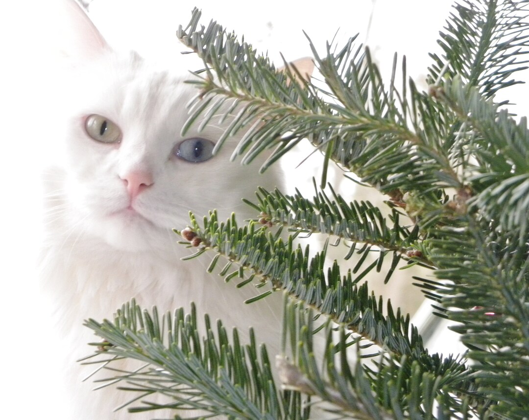 Evergreen-print of Original Photo - Etsy