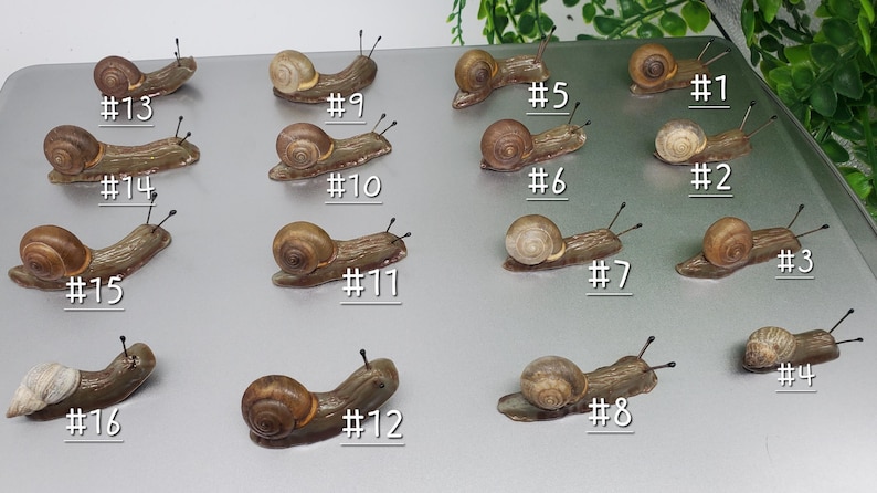 Realistic Hand Sculpted Snail Magnets - Etsy