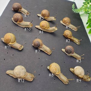 Realistic Hand Sculpted Snail Pins - Etsy