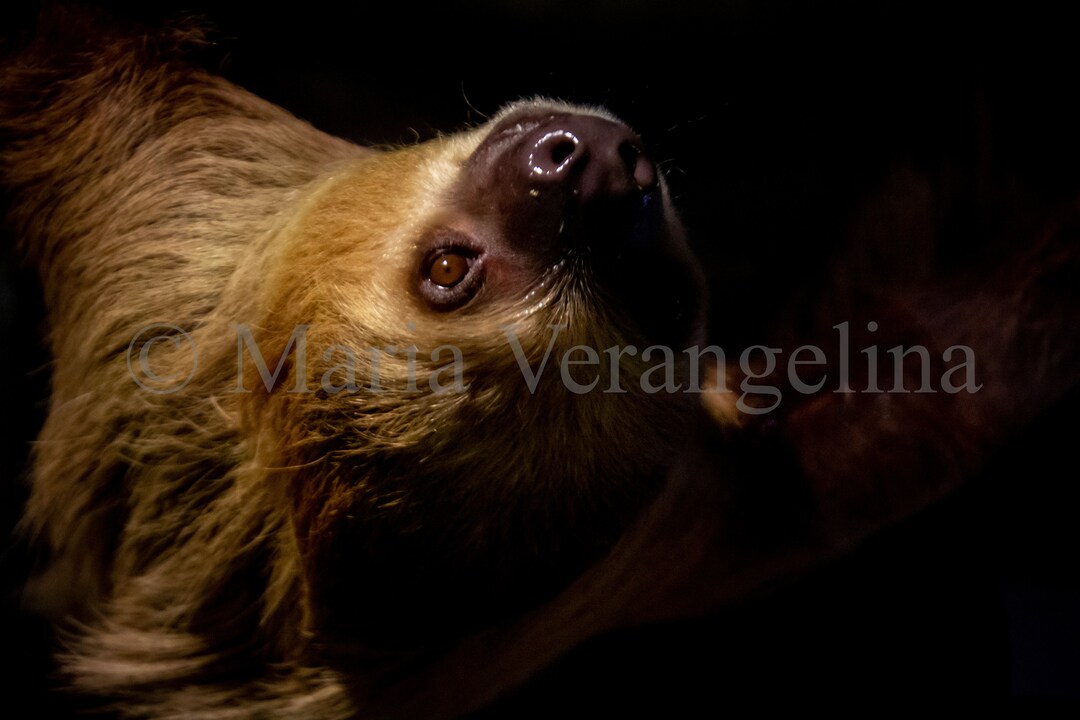 Sloth Just Hanging Around Digital Download - Etsy