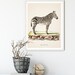 Zebra Print Safari Nursery Decor Nursery Wall Art Antique Animal Print ...