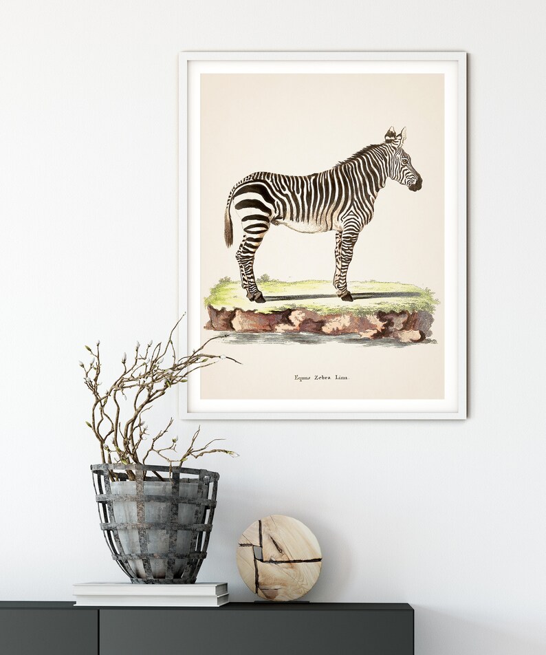 Zebra Print Safari Nursery Decor Nursery Wall Art Antique Animal Print ...