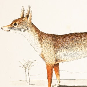 Wolf Print Fox Print Woodland Nursery Wall Art Set of 2 Prints | Etsy