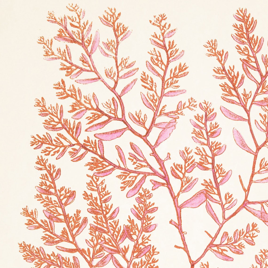 Seaweed Print Coral Bathroom Wall Decor Ocean Coastal Wall Art | Etsy