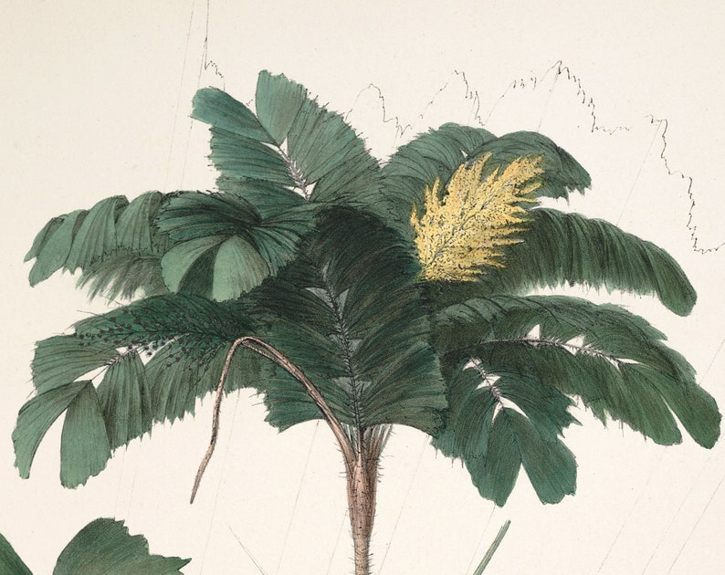 Palm Tree Print Botanical Print Set of 3 Prints Wall Art Set Safari ...