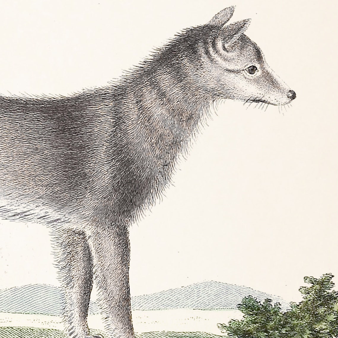 Wolf Print Fox Print Woodland Nursery Wall Art Set of 2 Prints - Etsy